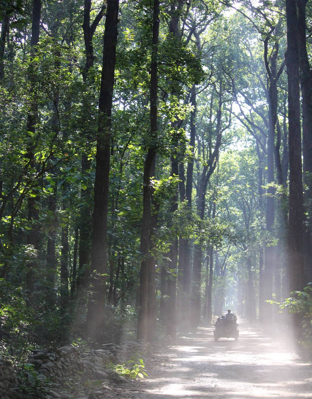 Jim Corbett Tour Package - The Trippers
